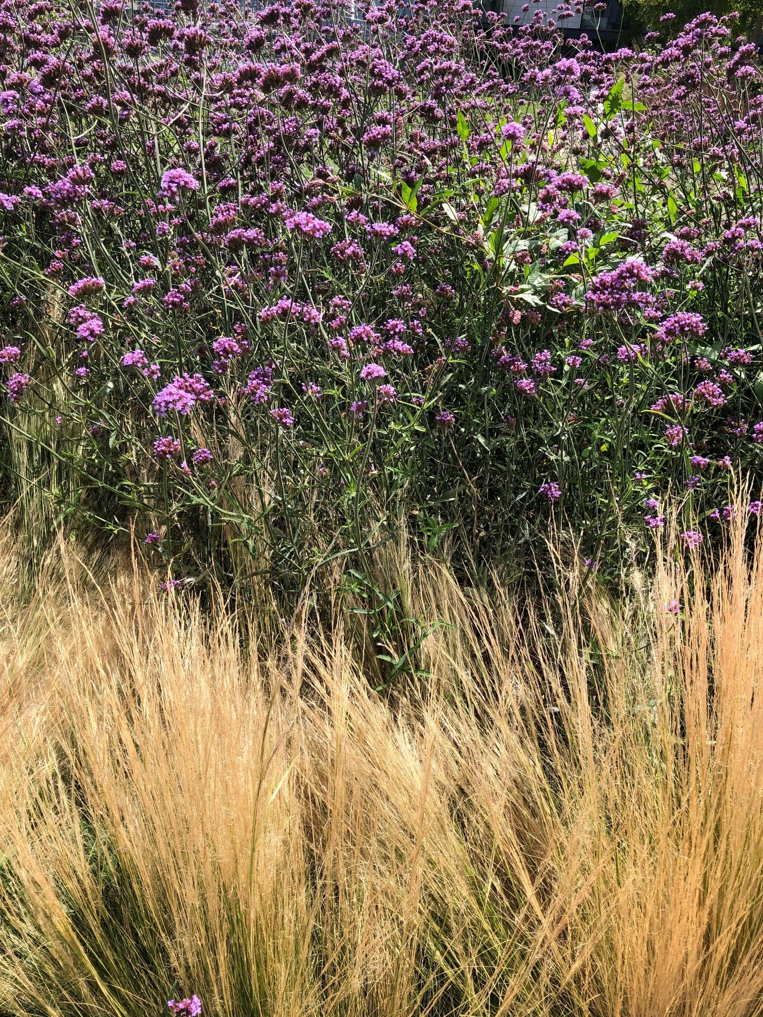 Prairie landscaping: What’s not to love? - Potter Church & Holmes
