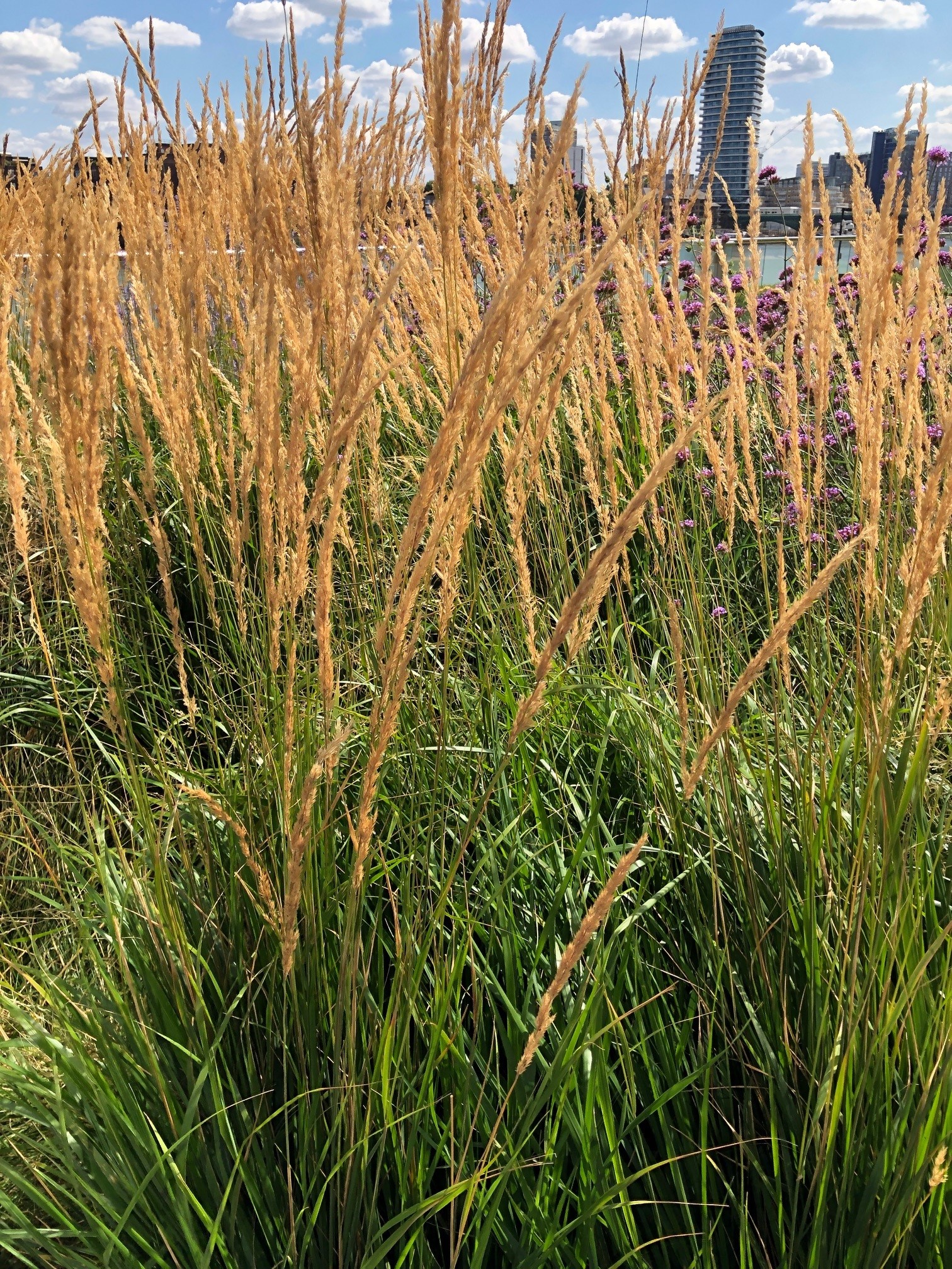 Prairie landscaping: What’s not to love? - Potter Church & Holmes