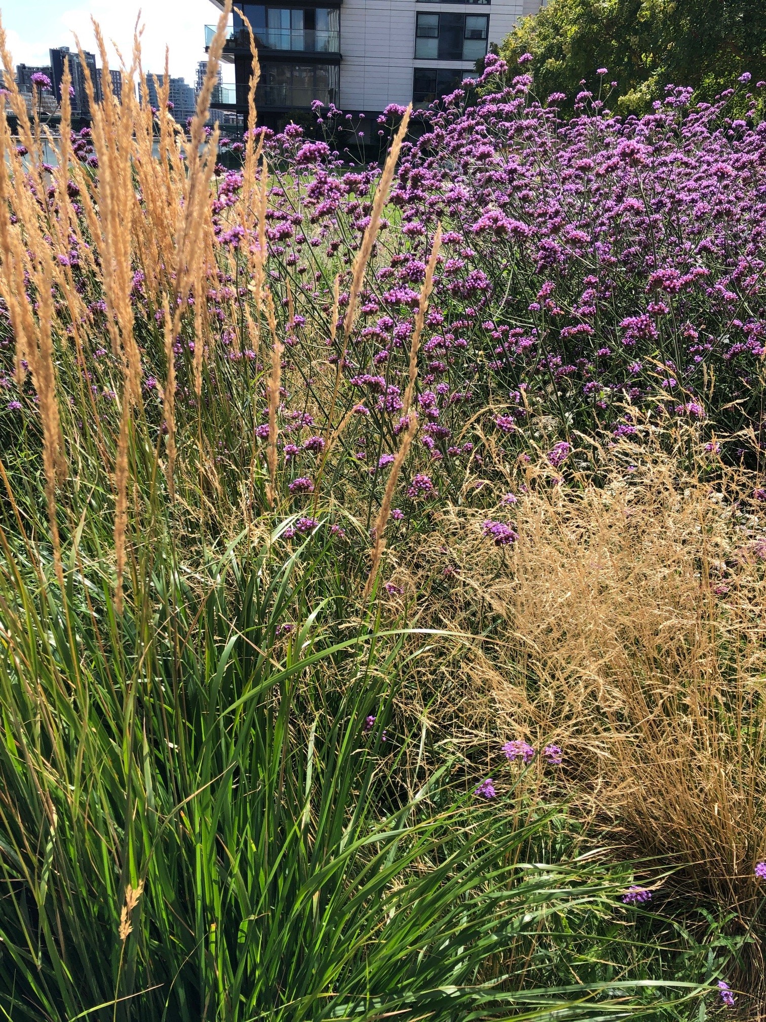 Prairie landscaping: What’s not to love? - Potter Church & Holmes